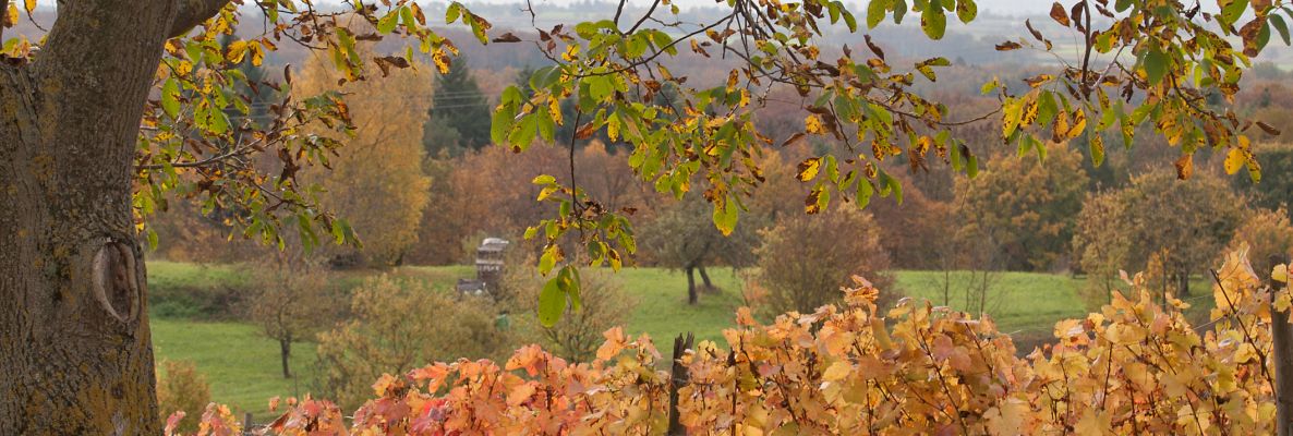 Dorfrundgänge – Gemeinde Freudental